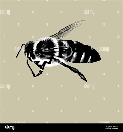 Graphic Engraving Graphic Bee Realistic Ink Bee Honey Bee Stock