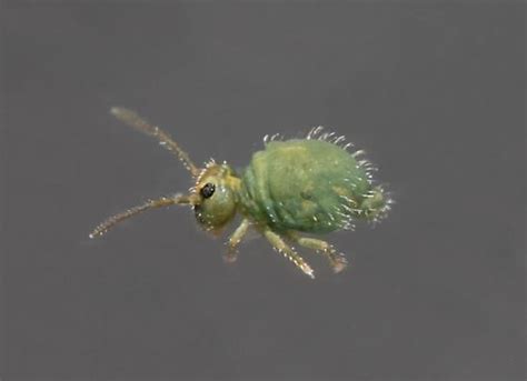 Globular Springtail Bourletiella Viridescens Or Katianna Bugguidenet