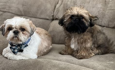 Brother & Sister : r/Shihtzu
