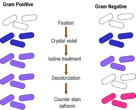 Stains Usmle Strike