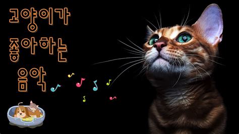 새끼 고양이를 위한 음악 🐈 분리불안 해소 음악💖고양이가 듣는 편안한 힐링음악 ♬ 고양이를 위한 음악 Youtube