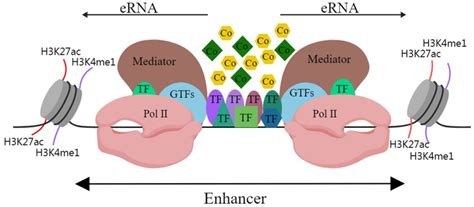 Cis Regulatory Elements In Mammals Encyclopedia Mdpi