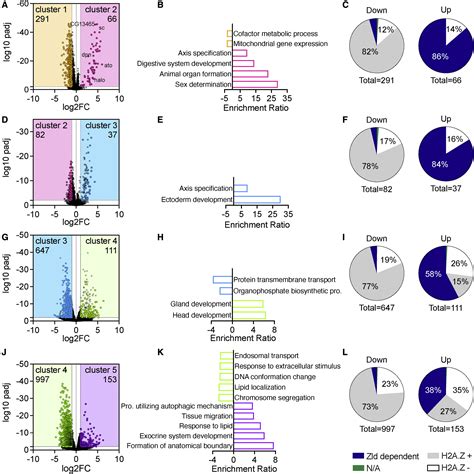 Continuous Transcriptome Analysis Reveals Novel Patterns Of Early Gene