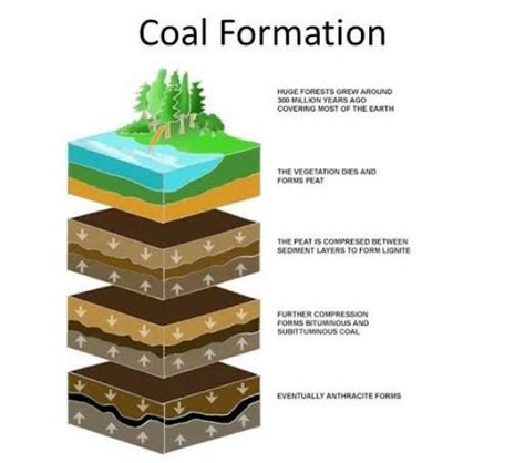 Coal Formation Stages