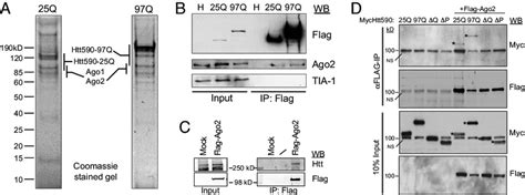 Isolation Of Flag Tagged Wt 25q And Polyq Expanded 97q Htt Protein Download Scientific