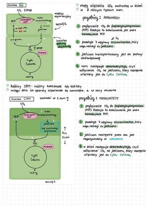 Jak Działają Rośliny Podczas Fotosyntezy C3 C4 I Cam Biologia
