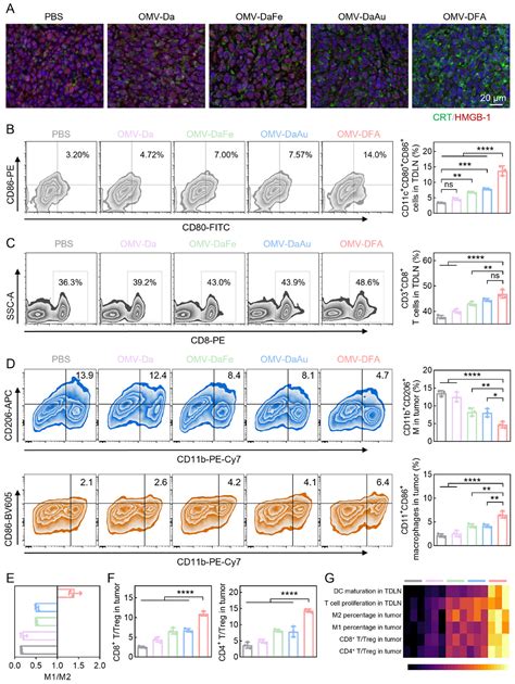 Chimeric Nanozyme Bacterial Outer Membrane Vesicles Reprograming Tumor Microenvironment For Safe