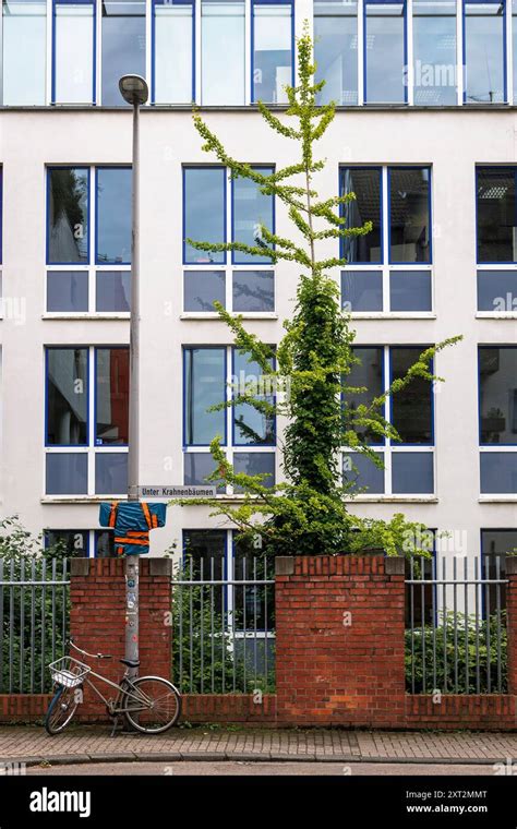 A Ginkgo Tree Grows In Front Of A Building On The Street Unter Krahnenbaeumen Cologne Germany