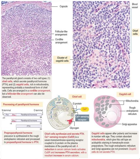 Endocrine System Basicmedical Key