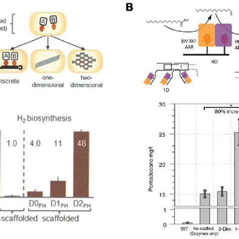Cellular Multienzyme Cascade Pathways A A Cartoon Of Symphony