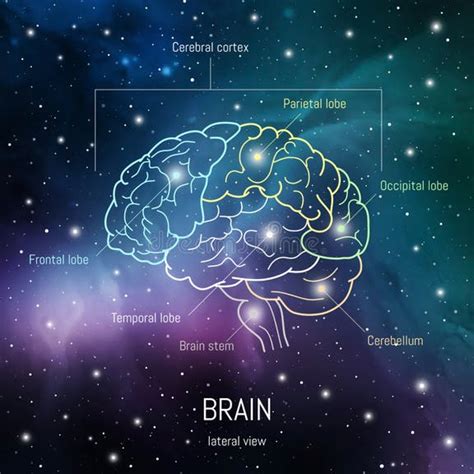 Occipital Neuro Stock Illustrations 50 Occipital Neuro Stock
