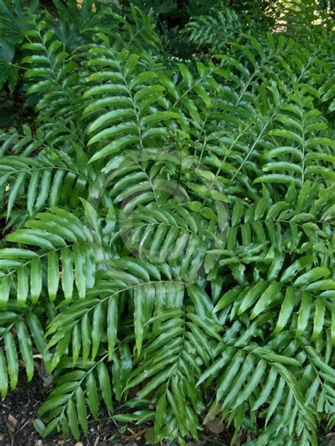 Asplenium Oblonolium Alchetron The Free Social Encyclopedia