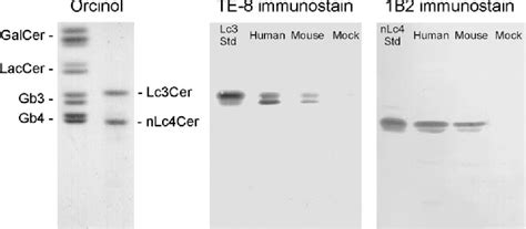Figure 1 From Cloning Of A Mouse β1 3n Acetylglucosaminyltransferase Glcnac β1 3 Gal β1 4 Glc
