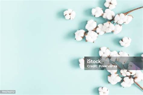 꽃 조성 물 파스텔 파란색 배경에 목화 꽃입니다 플랫 레이 평면도 복사 공간 면에 대한 스톡 사진 및 기타 이미지 면 꽃