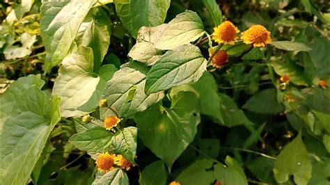 নাকফুল গাছের ফুলটি চিবিয়ে খেলে মুখে কখনো ঘা হবে না। Youtube