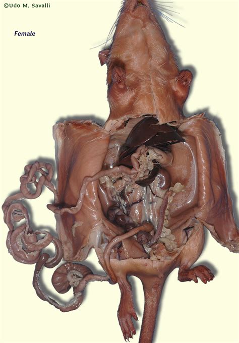 Bio370 Rat Dissection