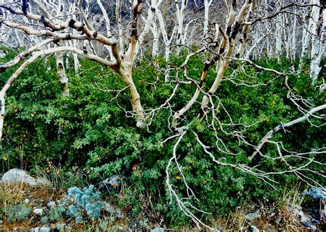 Baxter Pass Gets Its Due California Fall Color