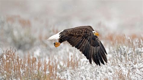 Wy Bald Eagle Bing Wallpaper Download