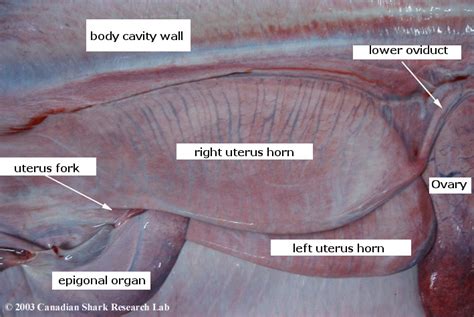 Shark Reproductive Anatomy The First Vertebrate Sexual Organs Evolved