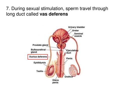 Chapter Reproduction And Development Ppt Download