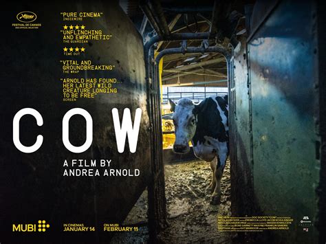Cow 1 Of 3 Mega Sized Movie Poster Image Imp Awards