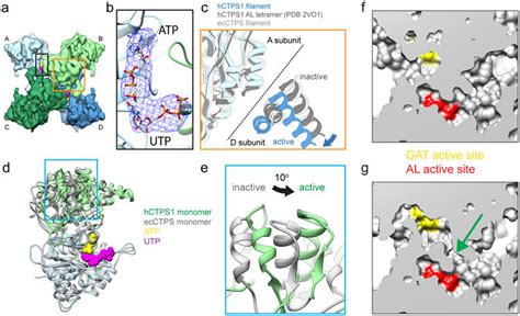 HCTPS1 Filaments Reveal The Active Conformation Of CTP Synthase A Download Scientific Diagram