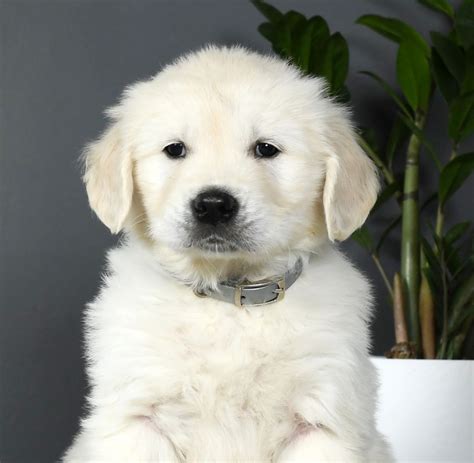 English Cream Golden Retriever Puppies Luckie Puppies
