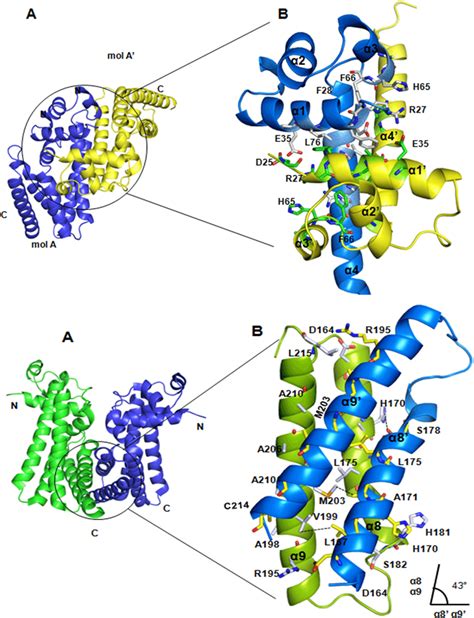 Structural View Of Dimerization Interfaces A The Canonical Dimer