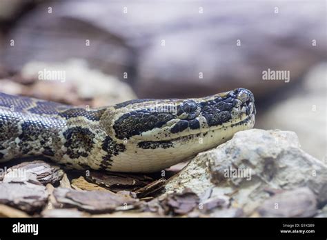 Macro View Of The Head Of An African Rock Python Python Sebae Stock