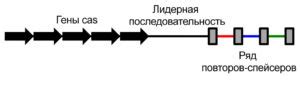 Как исправить человека CRISPR Cas9 новейшая система генной