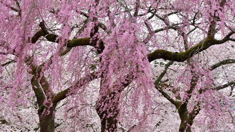 Wallpaper Spring Pink Tree Flowers Flowering 1920x1200 Picture Image