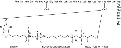 Cysteine Residues Of Human Hemoglobin Chain B Are Tagged With Icat