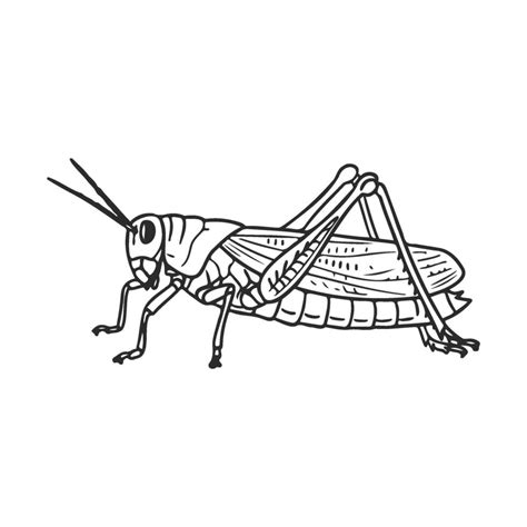 Detailed Black And White Outline Of A Grasshopper Illustration 68545893