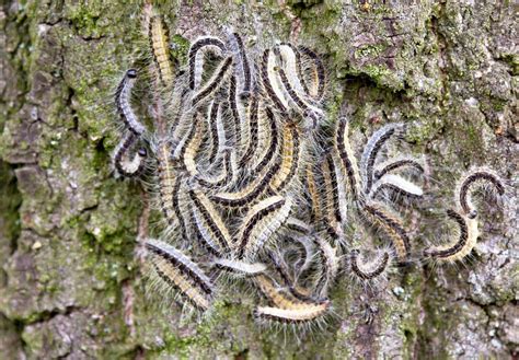 Oak Processionary Moth Caterpillar Sightings Must Be Reported To The