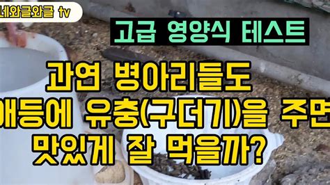동애등에 유충 구더기 협찬 받아 병아리에게 줘 본 결과는 바로 Youtube