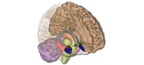 Brain Imaging