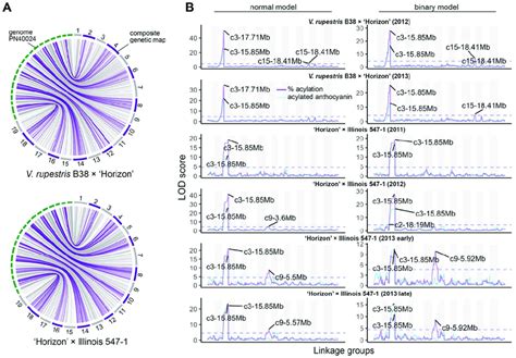 Linkage Maps And Qtl Mapping Of Anthocyanin Acylation A Collinearity