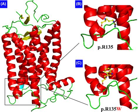 Cartoon Representation Of The Model Structure Of The Rhodopsin Protein Download Scientific