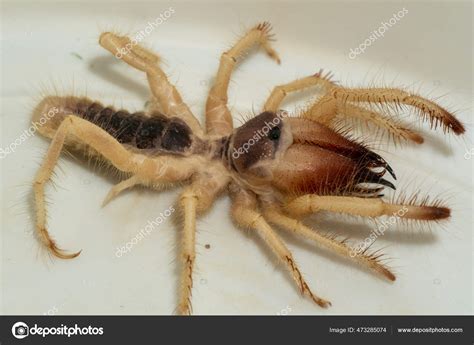 Giant Camel Spider Bites