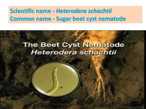 Sugarbeet Cyst Nematode Heterodera Schachtii Pptx