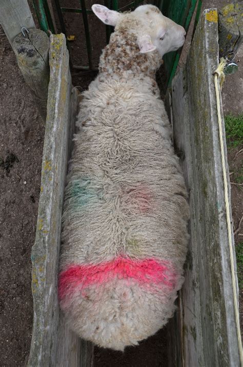 Sheep body condition scoring | ontario.ca