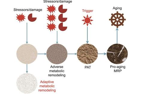 New Theory Suggests Aging Is Driven By Degenerative Metabolic Reprogramming Over Time