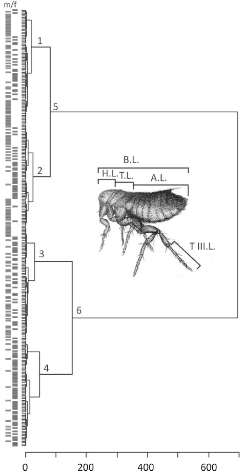 hierarchical cluster analysis ward s methods of flea specimens n