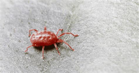10 Tiny Red Bugs That Prove Size Doesnt Matter When It Comes To Annoying You