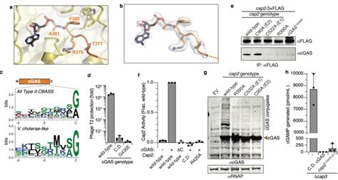Cgas Is The Substrate Of Cap2 A Cap2 Adenylation Active Site In