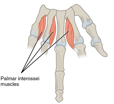 Palmar Interossei Muscles Wikipedia Human Muscle Anatomy Human Body Systems Gross Anatomy