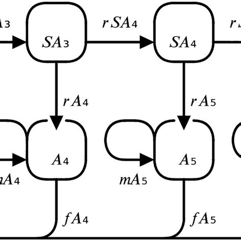 Flow Diagram Representing The Age And Stage Structured Population