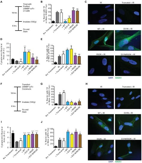3e10 Inhibits Rad51 Nuclear Localization And Foci Formation After