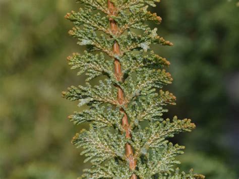 17 Dwarf Trees That Are Perfect For Small Spaces