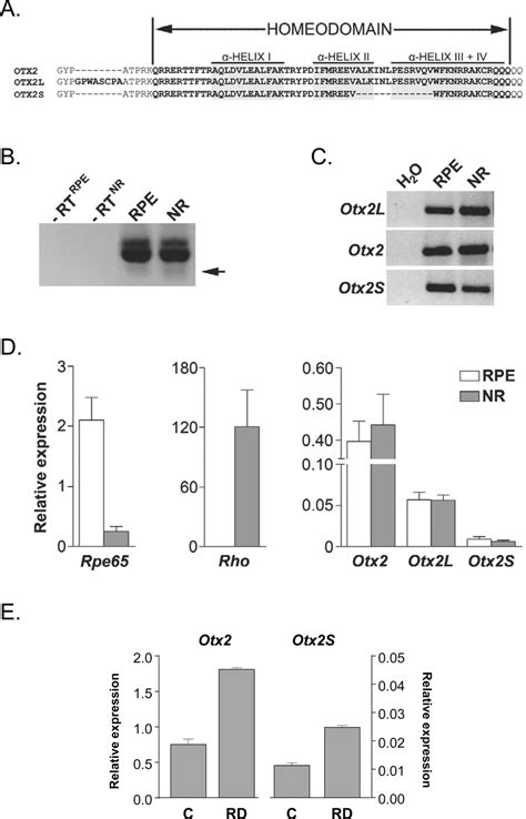 Analysis Of The Protein Sequence And The Expression Of Otx2 Splicing Download Scientific